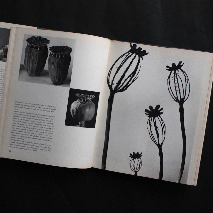 Nature as designer -A botanical art study- - Bertel Bager