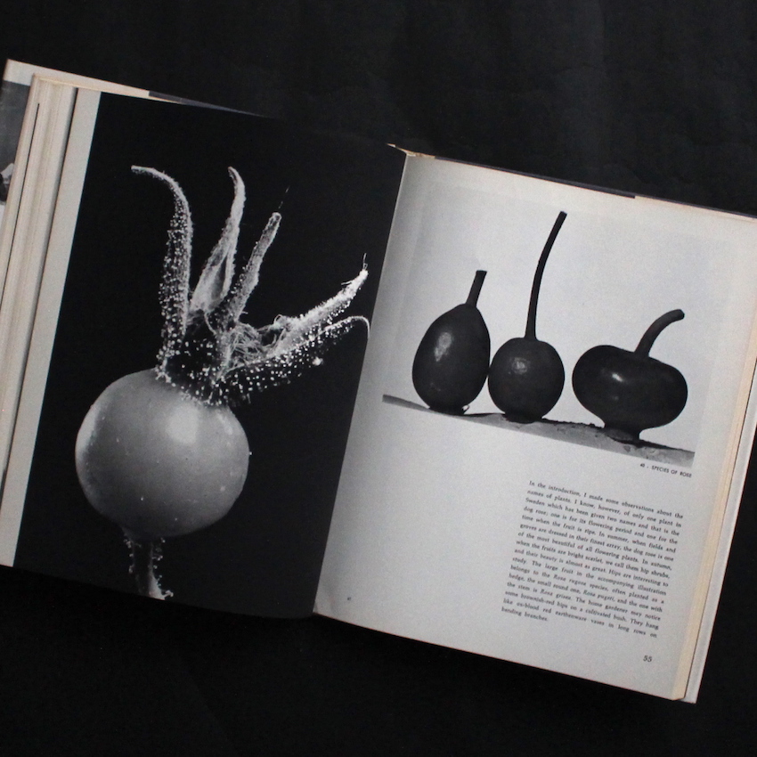 Nature as designer -A botanical art study- - Bertel Bager