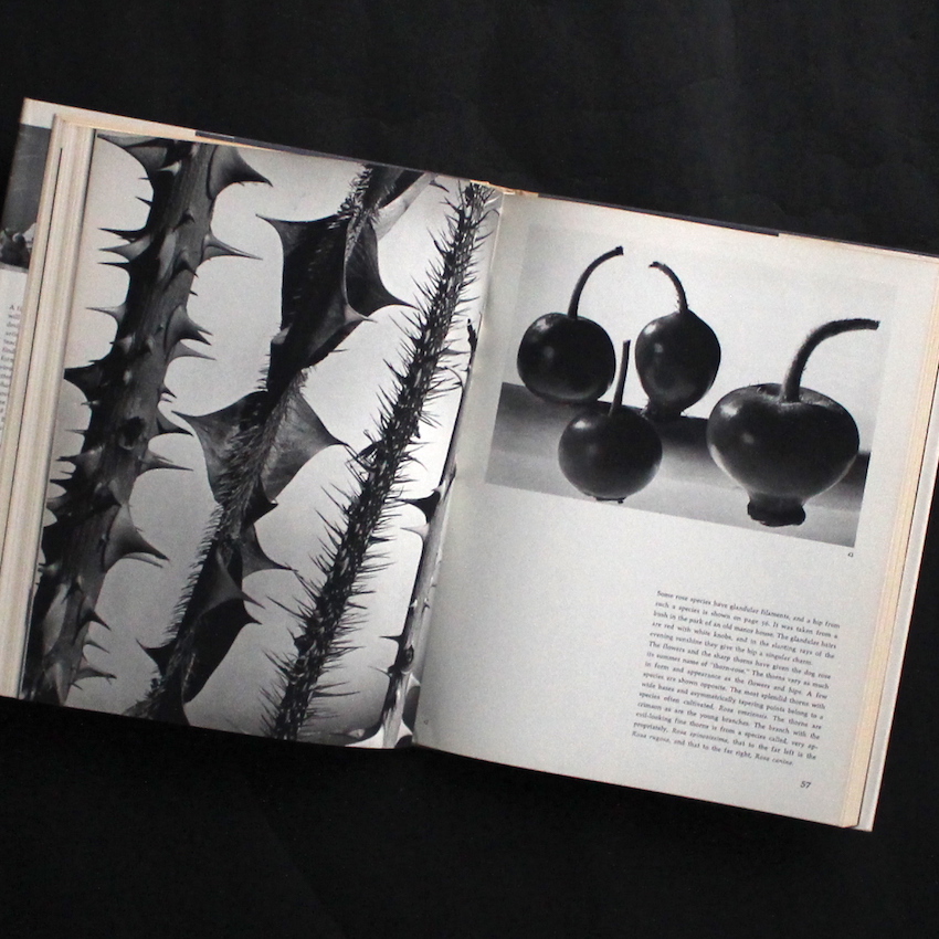 Nature as designer -A botanical art study- - Bertel Bager