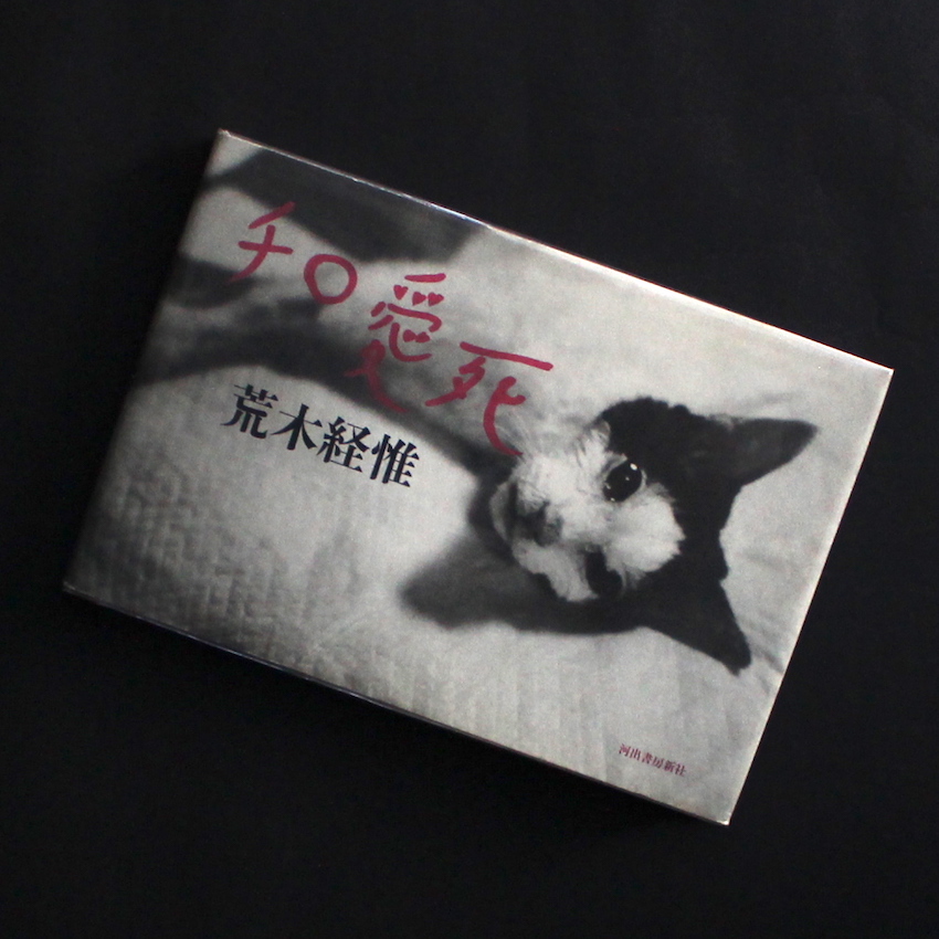 Nobuyoshi Araki Cat